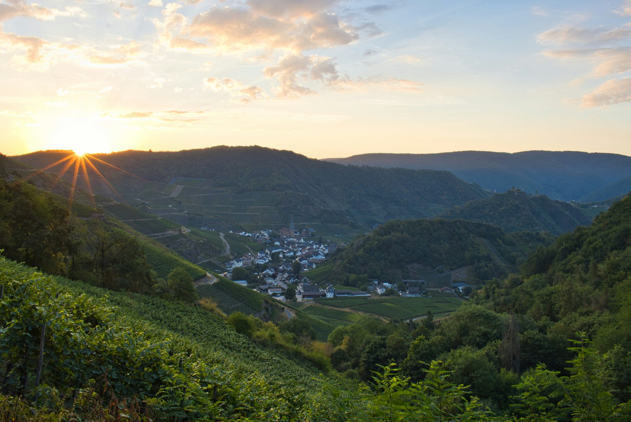 Exploring Germany’s Wine Regions: A Complete Guide to Vineyards ...
