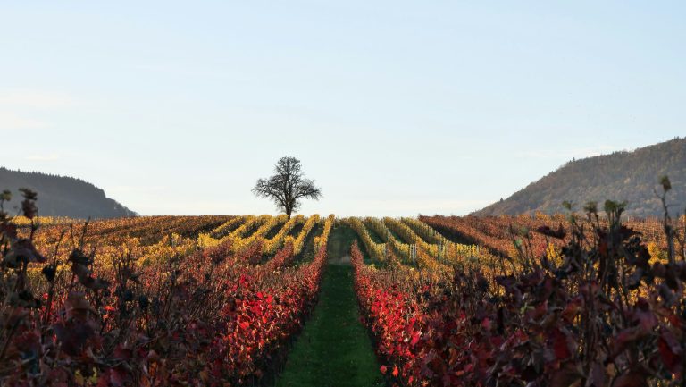 Exploring Germany’s Wine Regions: A Complete Guide to Vineyards ...