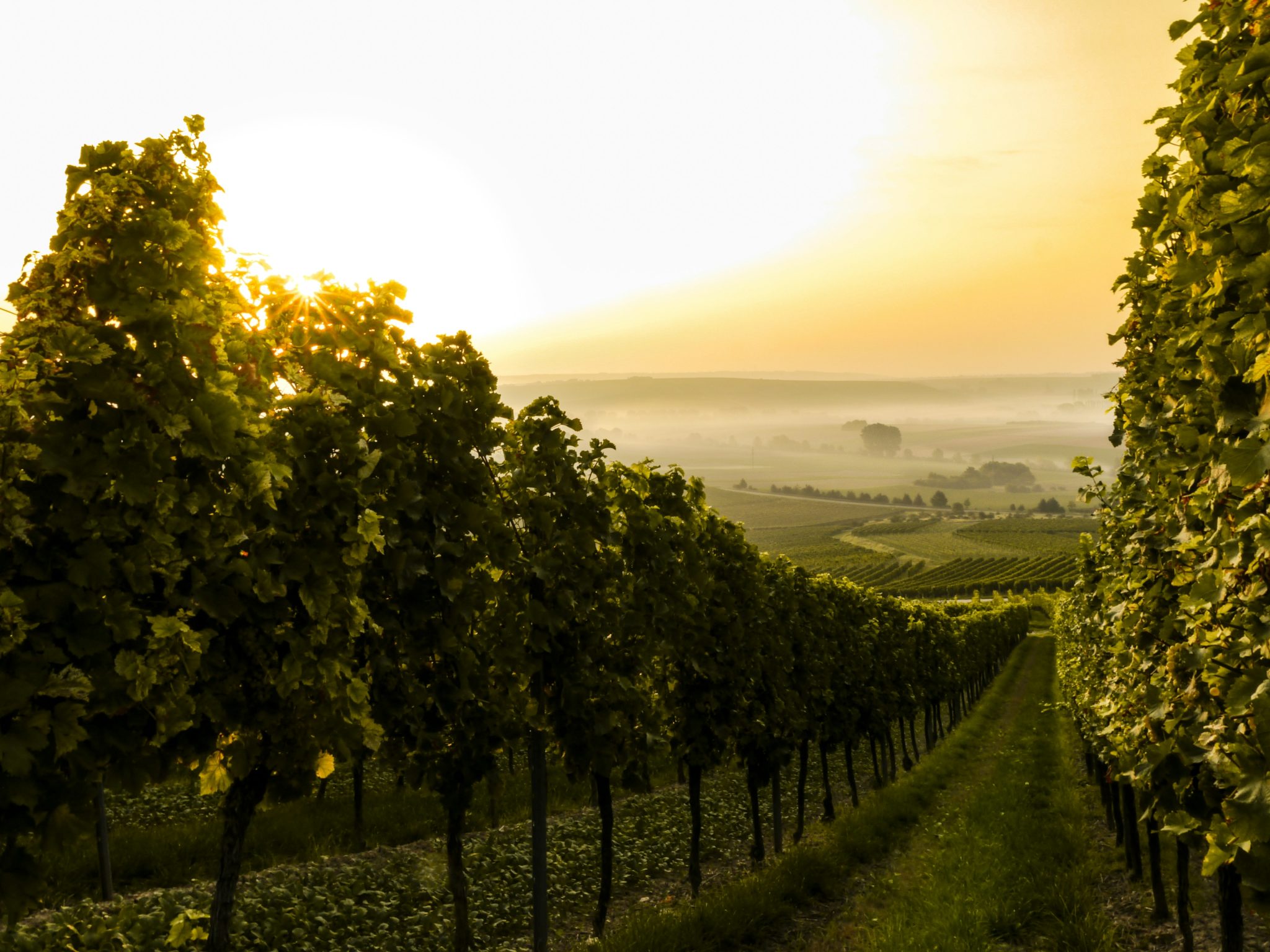 Exploring Germany’s Wine Regions: A Complete Guide to Vineyards ...