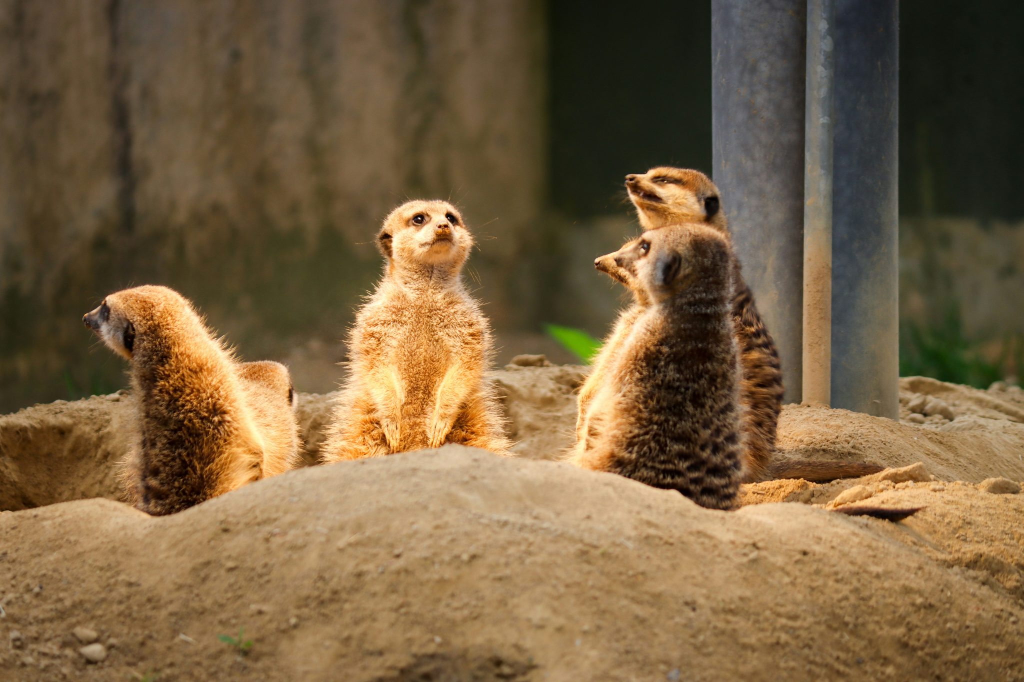 Best Zoos in Germany for Families by Region