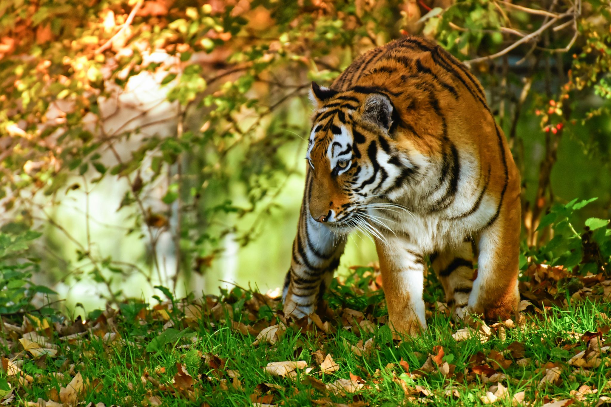 Best Zoos in Germany for Families by Region